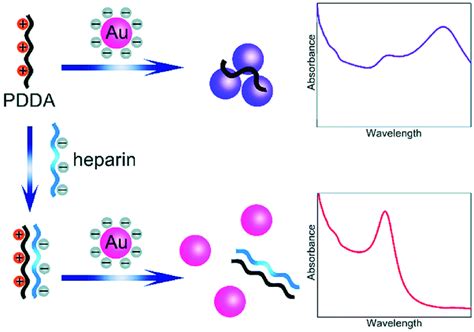 The Schematic Illustration Of Heparin Detection Using A Label Free Download Scientific Diagram