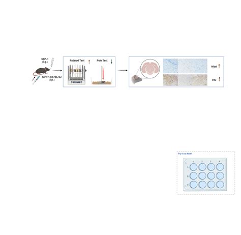 Start Here Biorender Science Templates