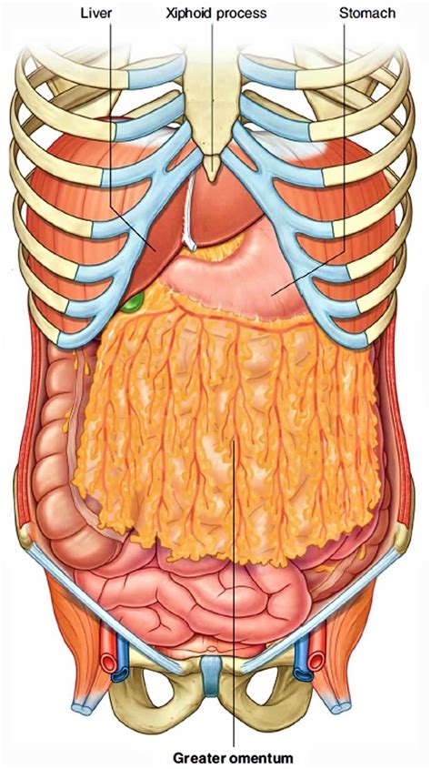 Greater And Lesser Omentum Anatomy And Omentum Function