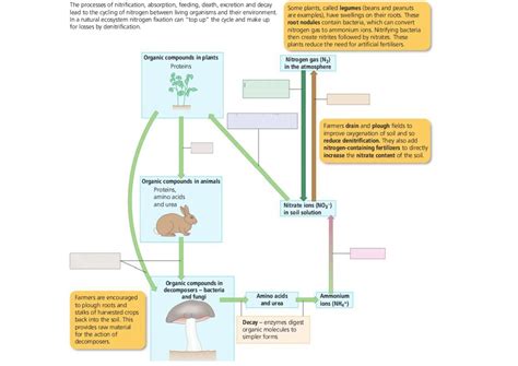 Nitrogen Cycle Diagram Quizlet