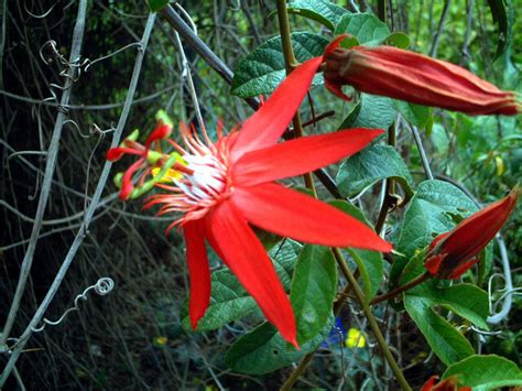 Passiflora Coccinea Passiflora Coccinea Flower Database