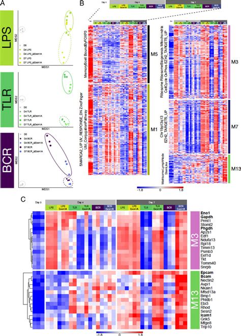 Gene Expression Profiling Of Cells Derived From Dex1a Mice A Mds