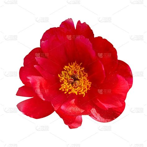 微距照片红色牡丹与黄色雄蕊球花在白色孤立的背景。素材 花瓣网