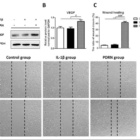Effects Of Pdrn On In Vitro Oa Model A Il 1b Induces The