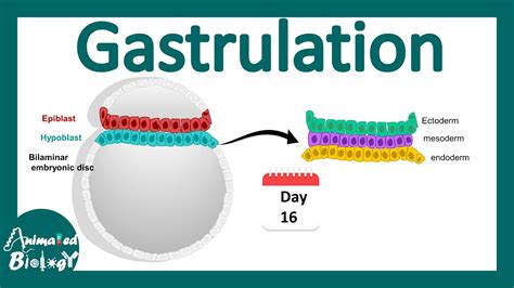 Gastrulation In Human Germ Layer Definition Primary Layers