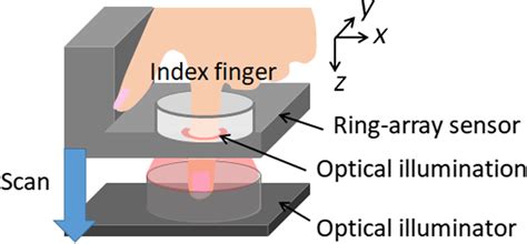 Ring Array Photoacoustic Tomography For Imaging Human Finger Vasculature