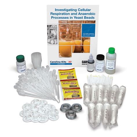 Investigating Cellular Respiration And Anaerobic Processes In Yeast