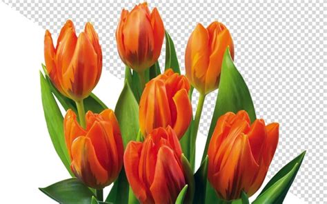 Premium PSD Tulip Flower Png