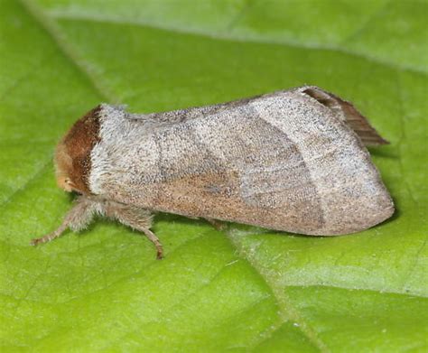Datana Cochise Bugguidenet