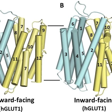 Homology Based Models Of Human Glut1 In A The Outward Facing And B
