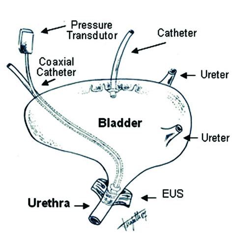 Representative Diagram Of Experimental Model Applied In This Study And