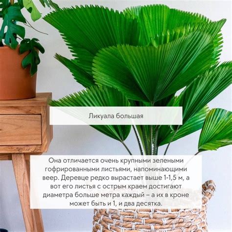 5 комнатных растений с большими листьями華 Есть множество вариантов