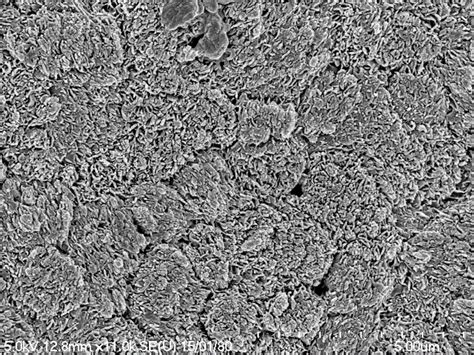 Enamel Matrix Protein Formulation For Tooth Repair — Ibioic