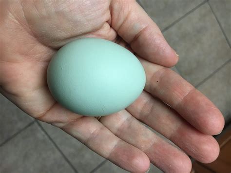 Egg Color 5 Fascinating Fun Facts You Need To Know