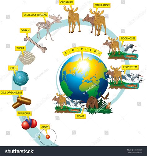 Hierarchy Biological Organization Stock Vector 126853934 Shutterstock