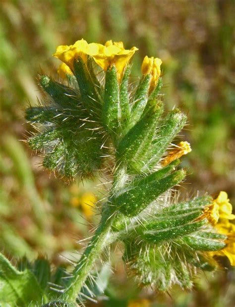 Fiddleneck Photos Page 1