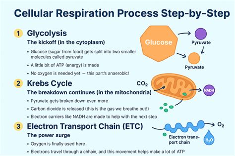Cell Respiration Flow Chart Cellular Respiration