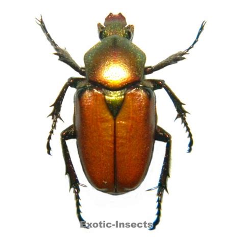 Theodosia Magnifica Bawangensis