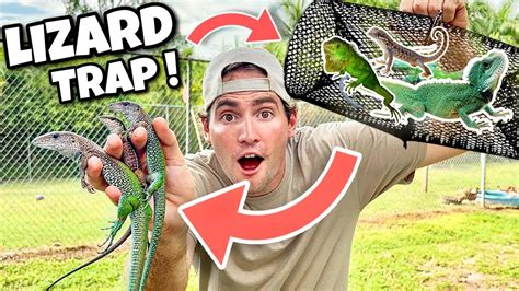 Diy Lizard Trap Catches Rare Colorful Lizards Insane