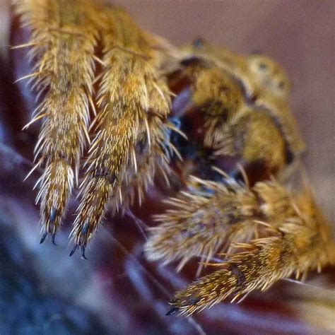 Real Monstrosities Wrap Around Spider