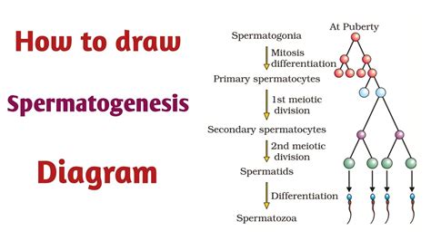 How To Draw Spermatogenesis Diagram Biology Diagram Cbse Class 12 Biology Diagram Youtube
