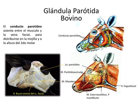 Glandulas Salivares De Los Animales Domesticos Pptx