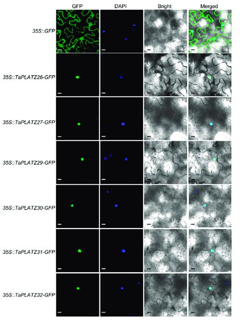 Subcellular Localization Of Taplatz Proteins The Localization Of The