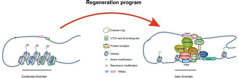 Chromatin Conformation During The Regeneration Programme The Download Scientific Diagram