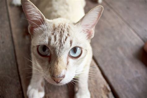 Cat Silhouette Logo Stock Vector Illustration Of Expression 37946412