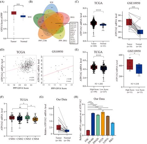 Atp13a2 Is A Novel Pentose Phosphate Pathway Ppp ‐related Gene And Is Download Scientific