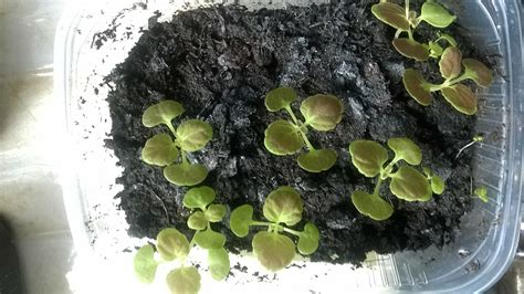 Ростки колеуса