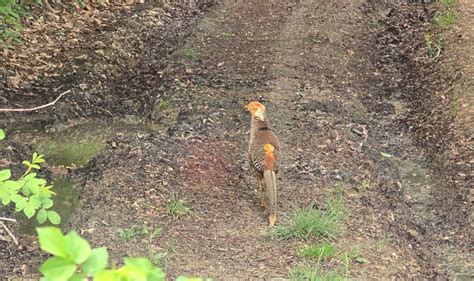 Refleqtmedia Fazan Auriu Văzut în Zona Munților Trascău