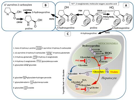 Catabolism Of Hydroxyproline In Vertebrates Physiology Evolution