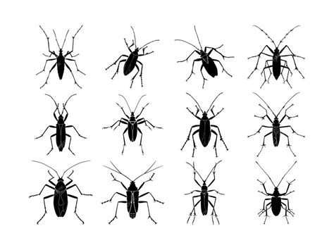 Assassin Bug Vector Silhouettes Halloween Insect Art Premium Ai