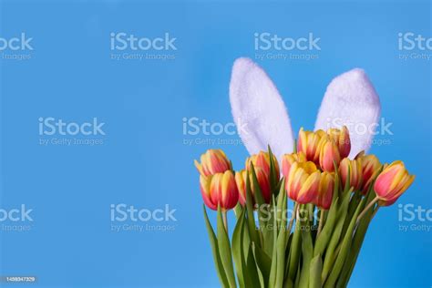 파란색 배경에 튤립과 장식용 토끼 귀의 아름다운 꽃다발이 있는 부활절 인사말 카드 계절에 대한 스톡 사진 및 기타 이미지 계절 공휴일 구도 Istock