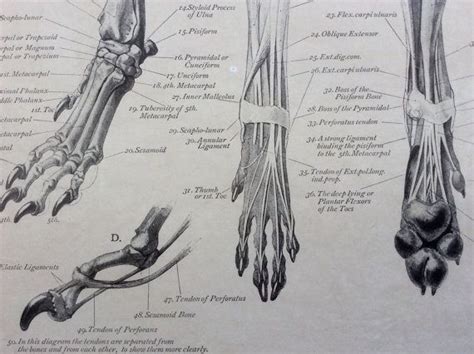 Canine Paw Anatomy