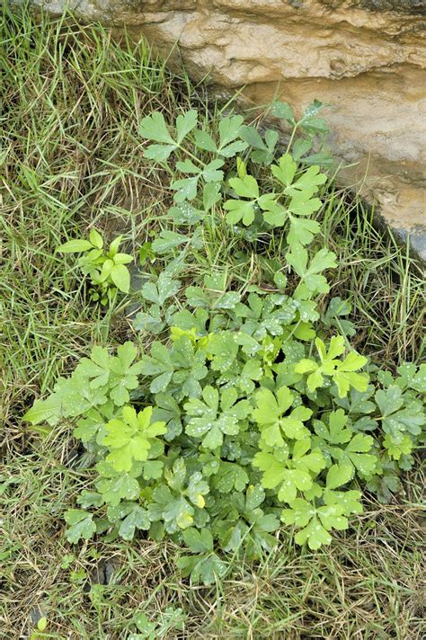 繖形科 前胡屬 日本前胡 全株03 野柳 Peucedanum japonicum 翁明毅 Flickr
