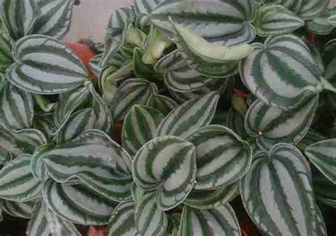 روش نگهداری گل قاشقی انواع، بیماری ها و تکثیر گل قاشقی