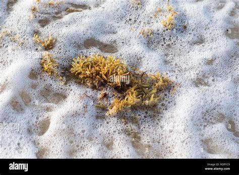 Sargassum Seaweed A Genus Of Brown Class Phaeophyceae Macroalgae