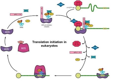 Protein Synthesis In Eukaryotes Definition Enzymes And Process