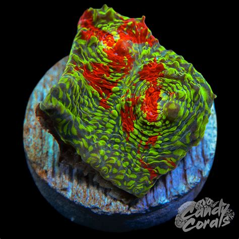 Glowstix Ultra Rainbow Chalice Frag C11 Candy Corals