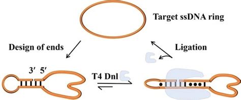 Facile Splint Free Circularization Of Ssdna With T4 Dna Ligase By
