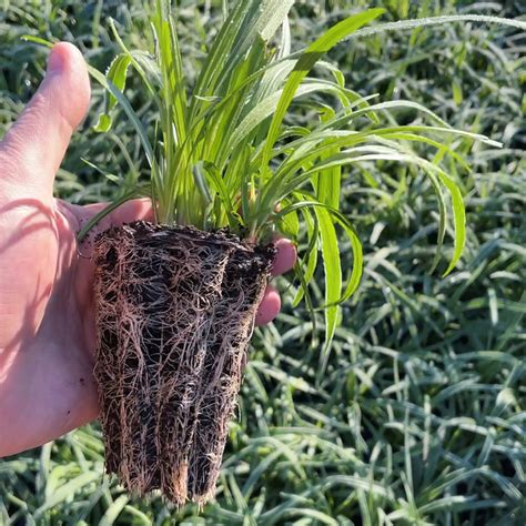 Wildflower And Native Grass Seed Plugs Nativ Nurseries