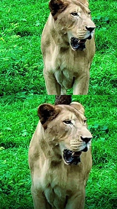 বনের সিংহ বাংলাদেশে Youtube