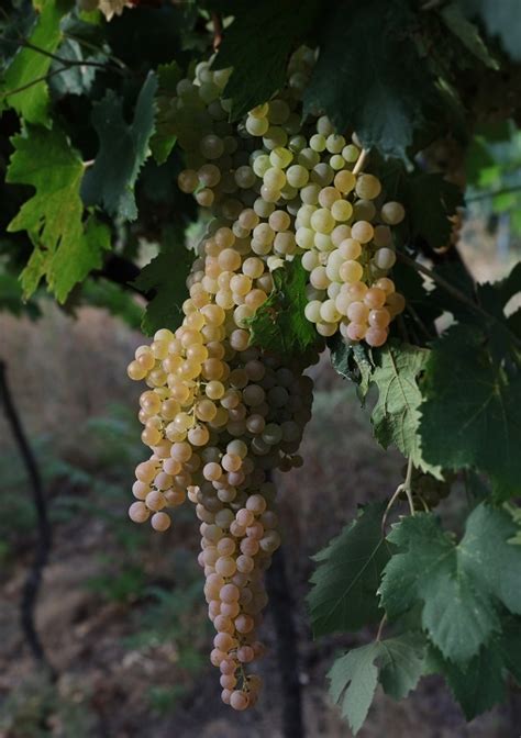 Вино Соаве (Soave): особенности, регионы, культура пития