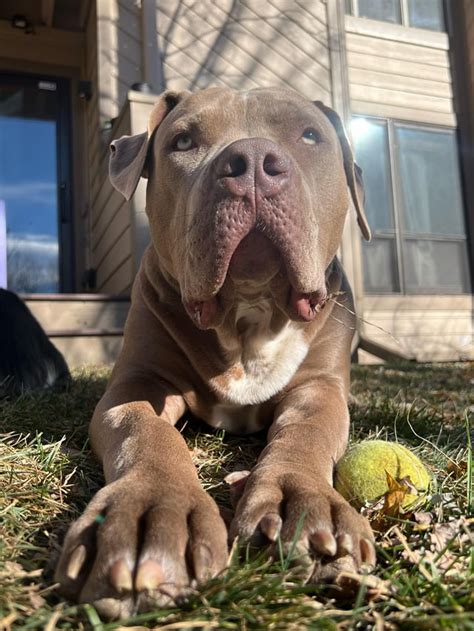 Please Color Id For Newt Ramericanbully