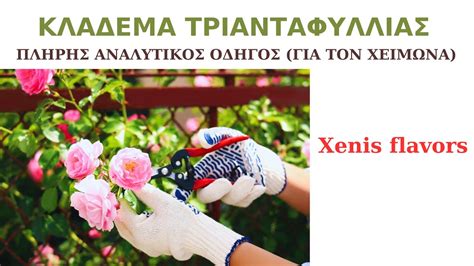 ΚΛΑΔΕΜΑ ΤΡΙΑΝΤΑΦΥΛΛΙΑΣ Ο ΠΛΗΡΗΣ ΟΔΗΓΟΣ ΓΙΑ ΕΡΑΣΙΤΕΧΝΕΣ ΟΛΑ ΟΣΑ ΠΡΕΠΕΙ ΝΑ ΓΝΩΡΙΖΕΙΣ Youtube