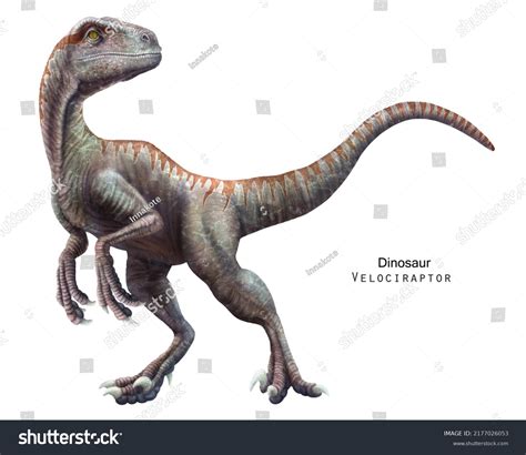 Ilustración De Velociraptor Dinosaurio De Periodo Ilustración De
