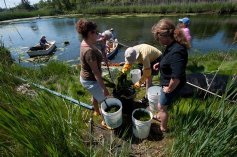 The Vineyard Gazette Marthas Vineyard News Algae Harvesting Program Aims To Improve Pond Health