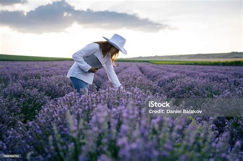여름에 그녀의 라벤더 필드에서 걷는 현대 농부 여자 중소 기업 및 투자 농업 직업 환경 사회 지배 구조에 대한 스톡 사진 및